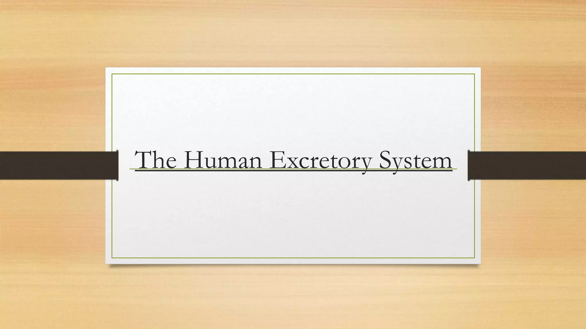 The human excretory system | PPT