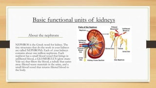 The human excretory system | PPT
