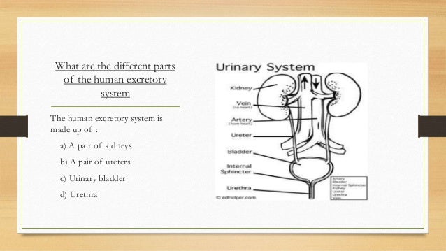 Excretory System Diagram Labeled World Of Reference
