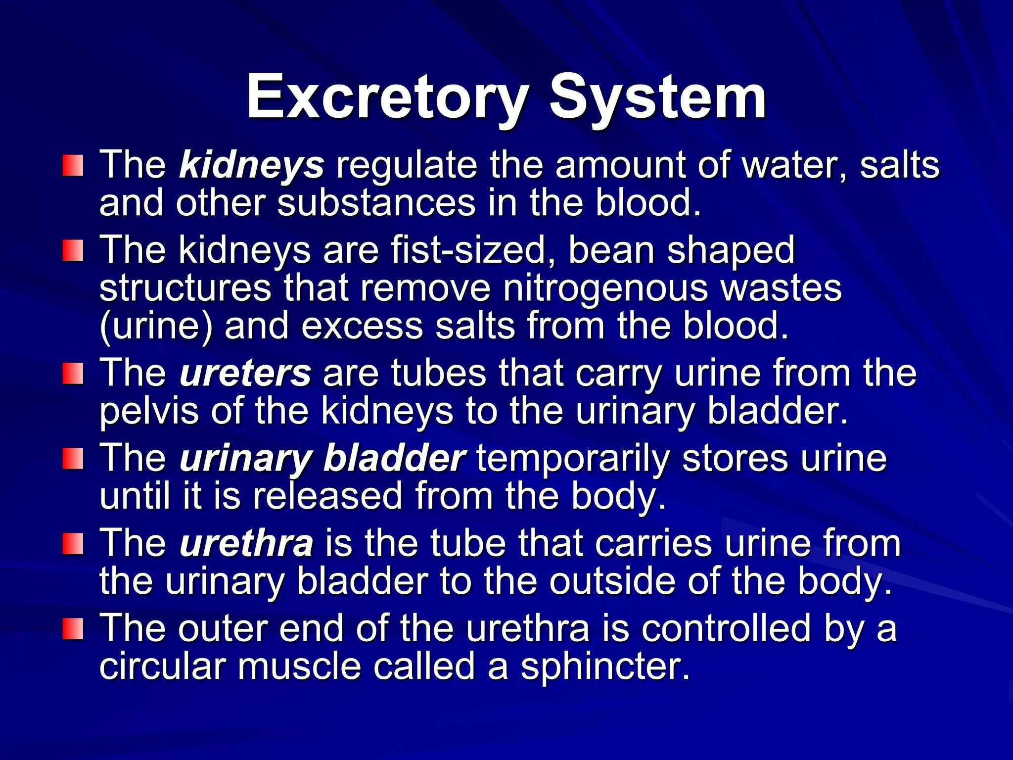 The Human Excretory System.ppt