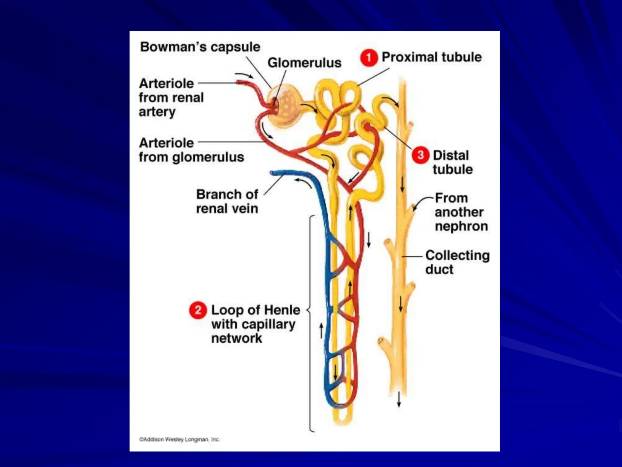 The Human Excretory System.ppt