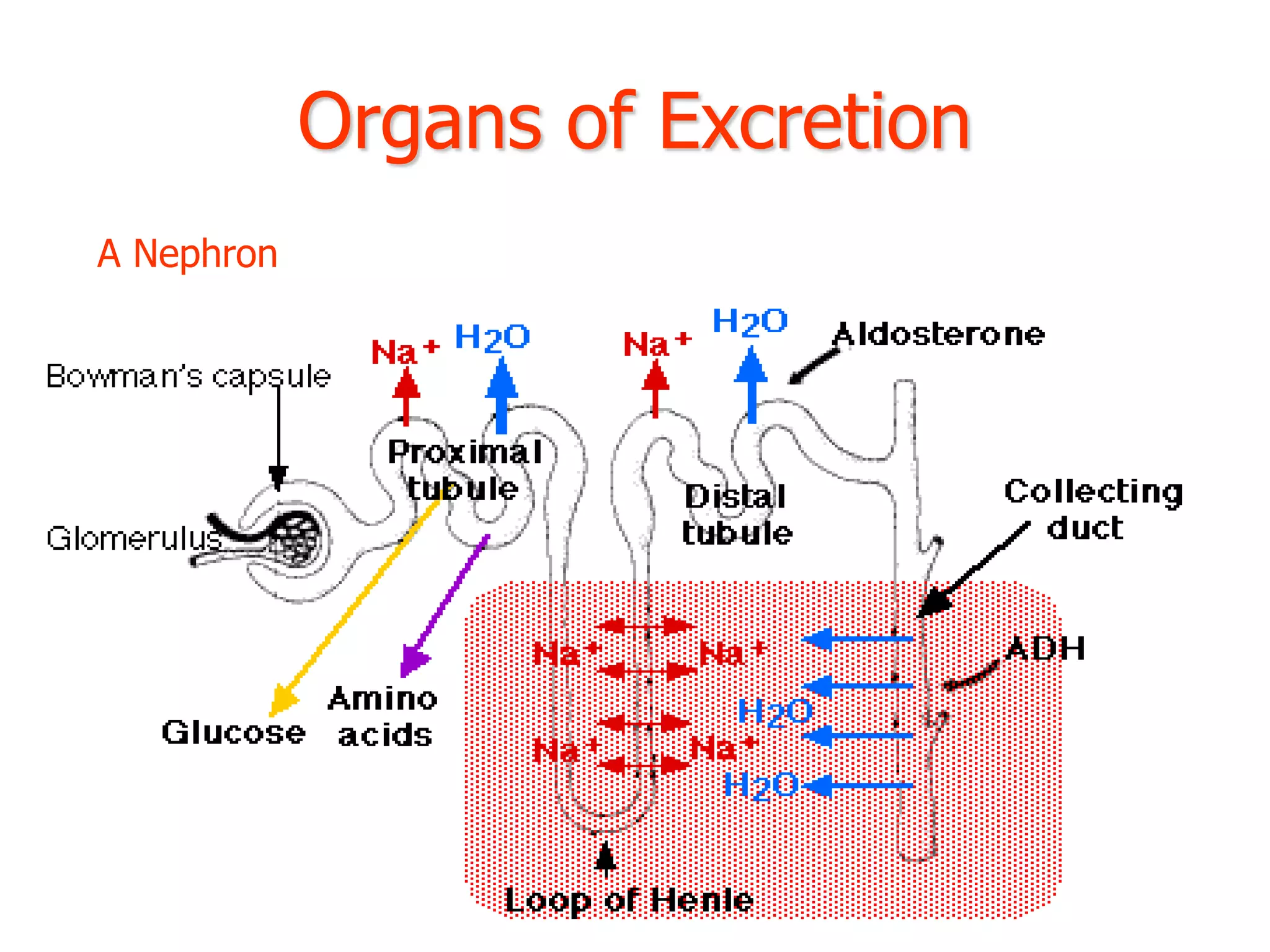 The Human Excretory System Notes.ppt
