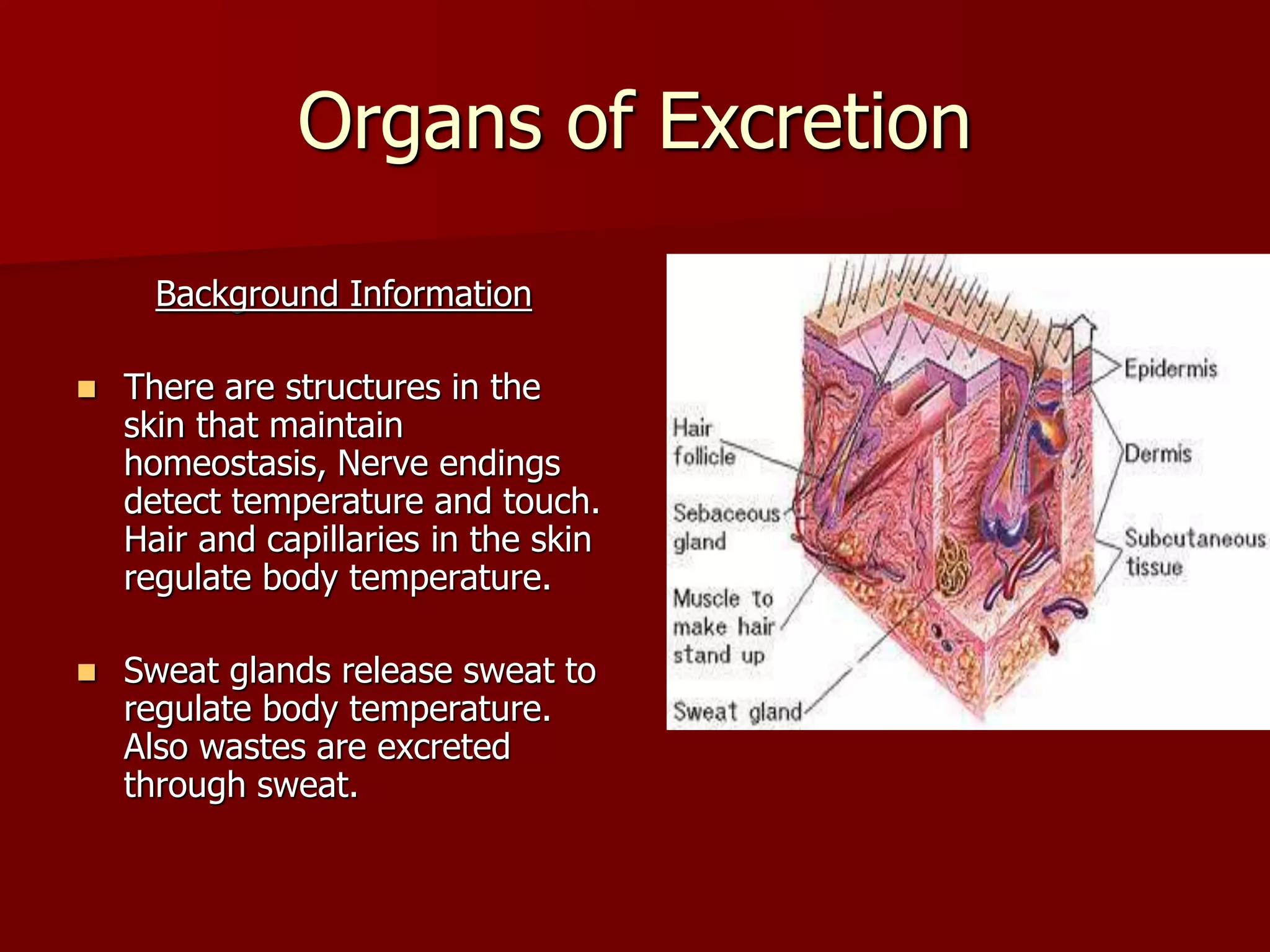 The Human Excretory System Notes.ppt