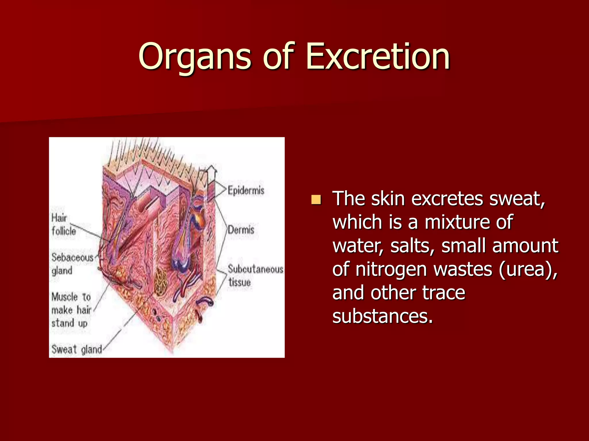 The Human Excretory System Notes.ppt