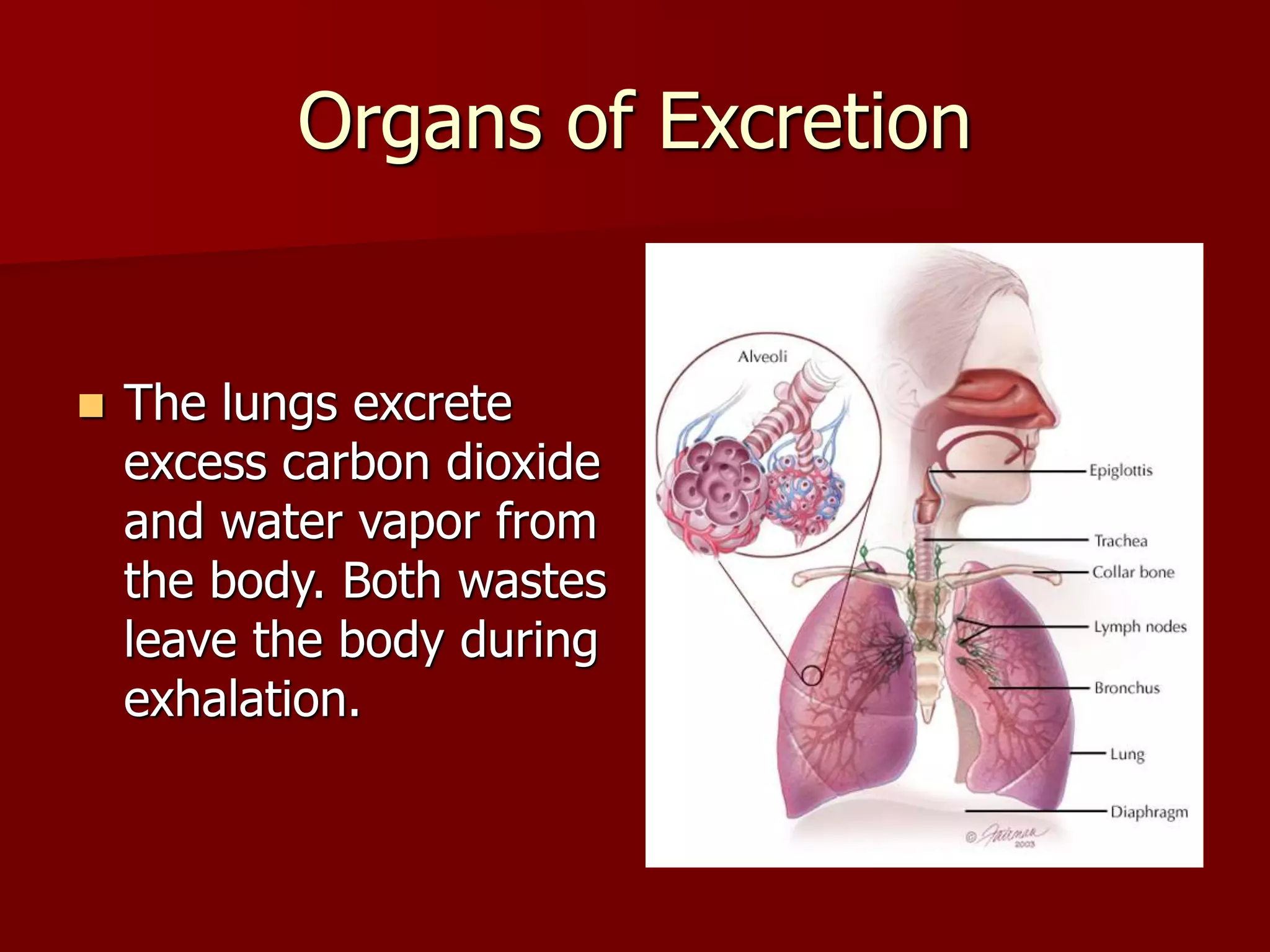 The Human Excretory System Notes.ppt