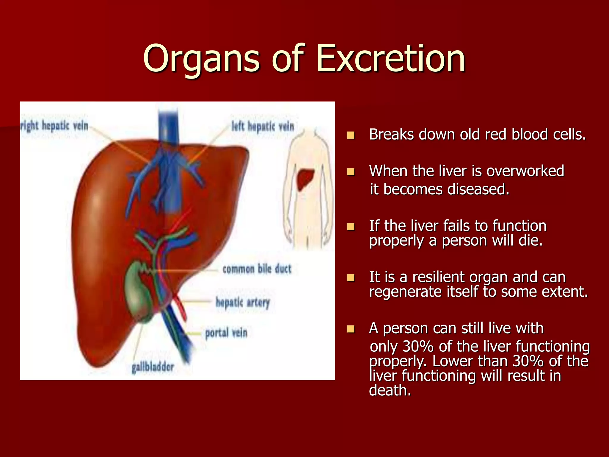 The Human Excretory System Notes.ppt