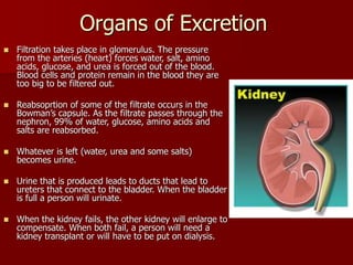 The Human Excretory System Notes.ppt