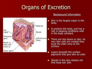 The Human Excretory System Notes.ppt