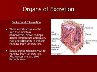 The Human Excretory System Notes.ppt