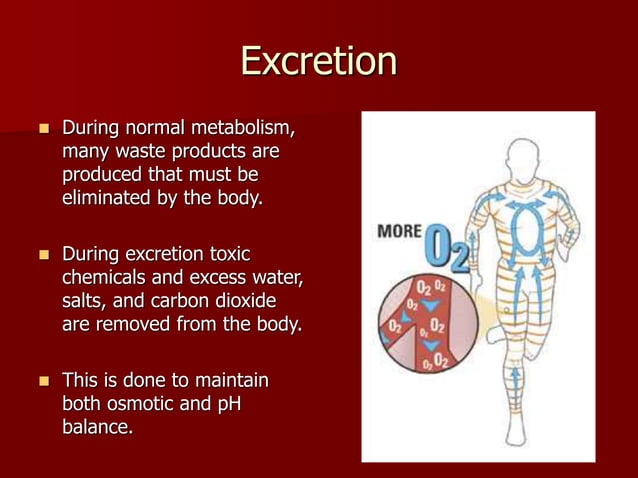 The Human Excretory System Notes.ppt | Endocrine and Metabolic Diseases ...
