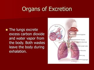 The Human Excretory System Notes.ppt | Endocrine and Metabolic Diseases ...