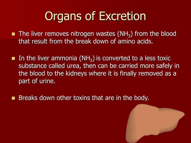 The Human Excretory System Notes.ppt | Endocrine and Metabolic Diseases ...