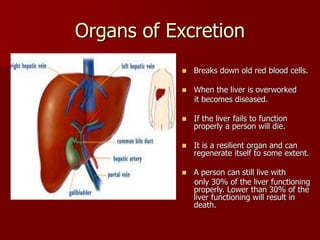 The Human Excretory System Notes.ppt