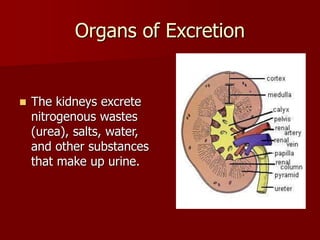 The Human Excretory System Notes.ppt | Endocrine and Metabolic Diseases ...