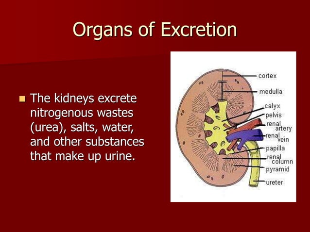 The Human Excretory System Notes.ppt | Endocrine and Metabolic Diseases ...
