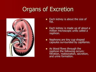 The Human Excretory System Notes.ppt