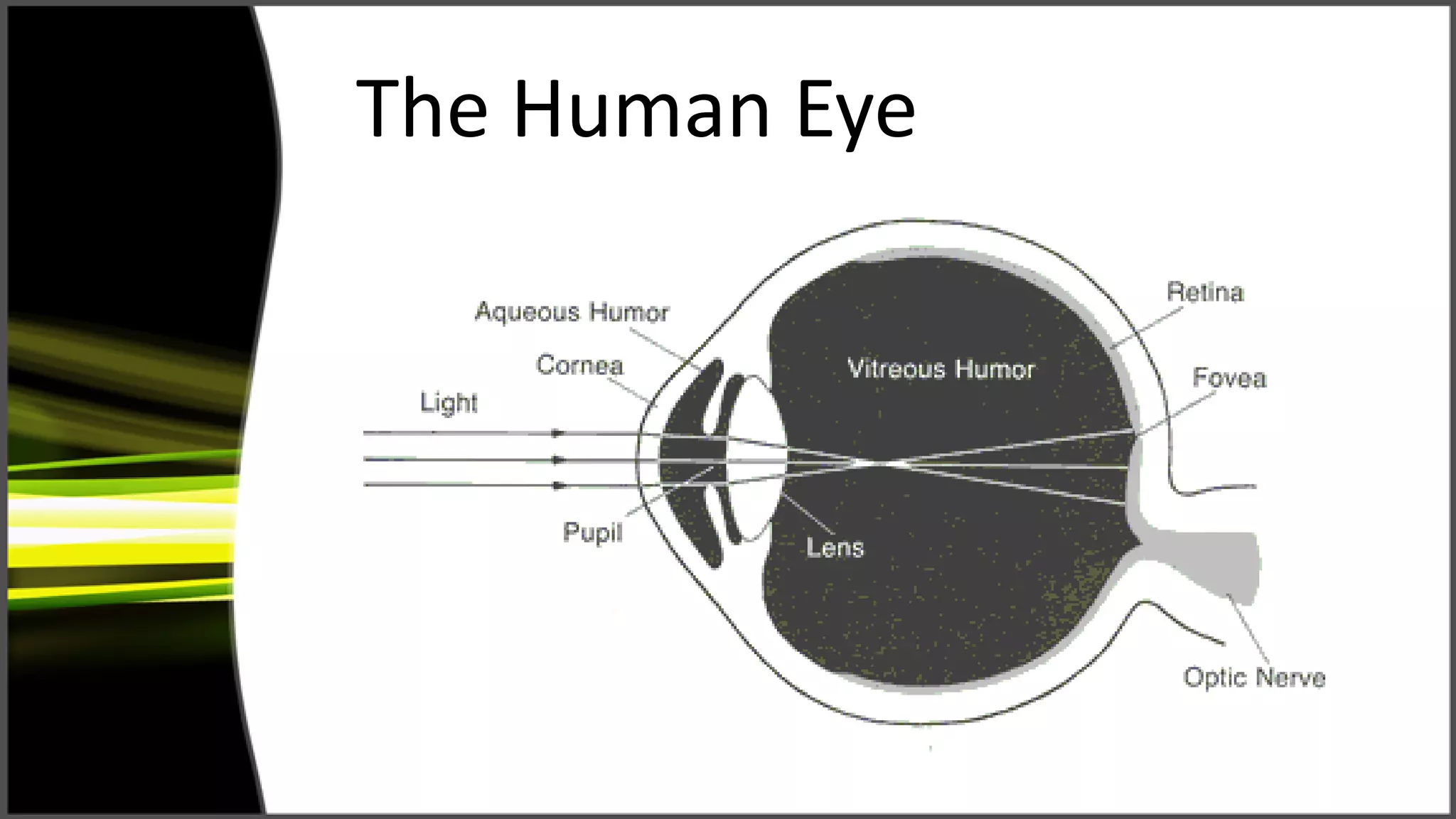 The human eye | PPT