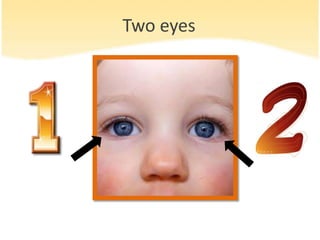 The human eye | PPT