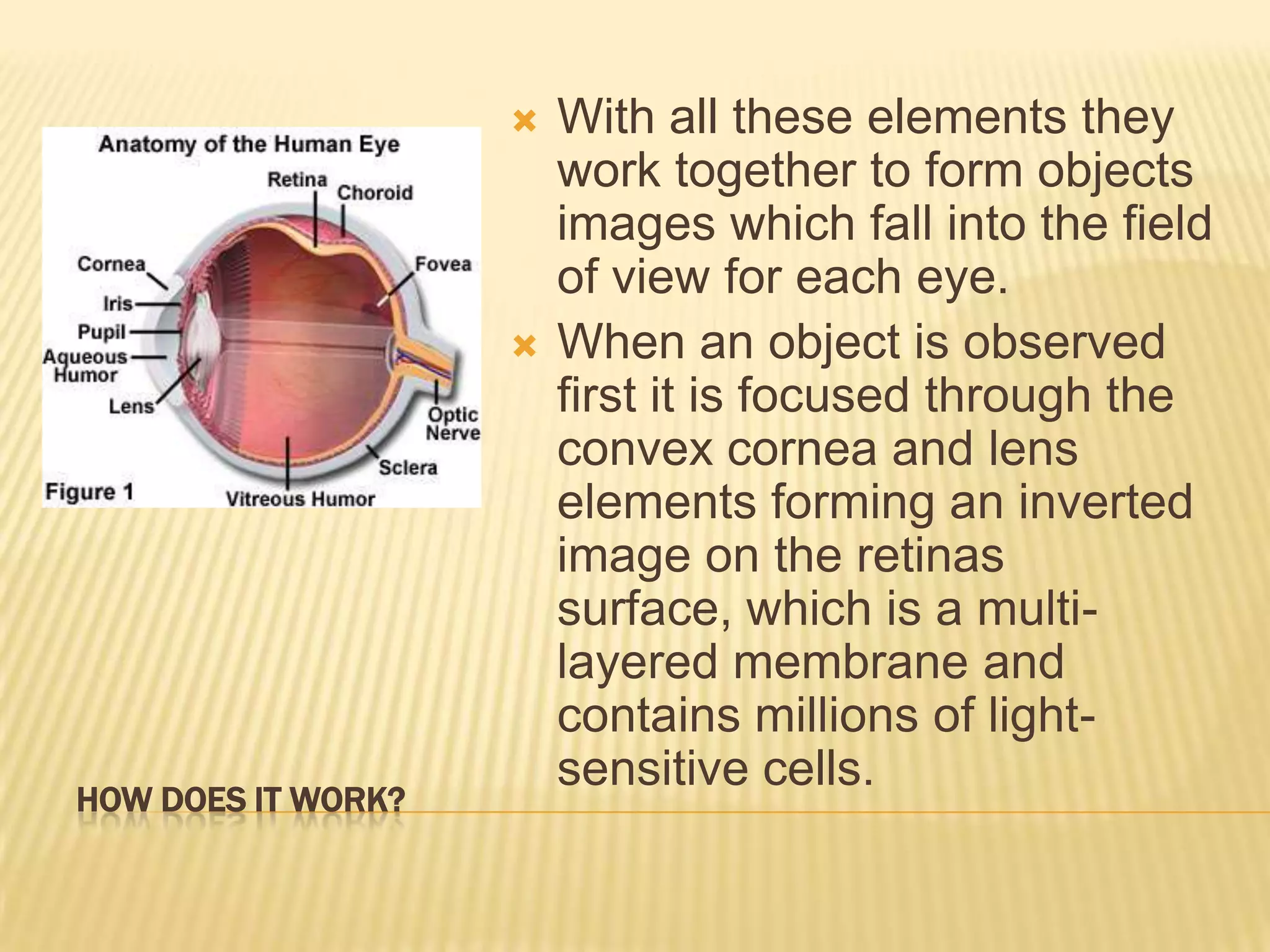 The human eye | PPTX