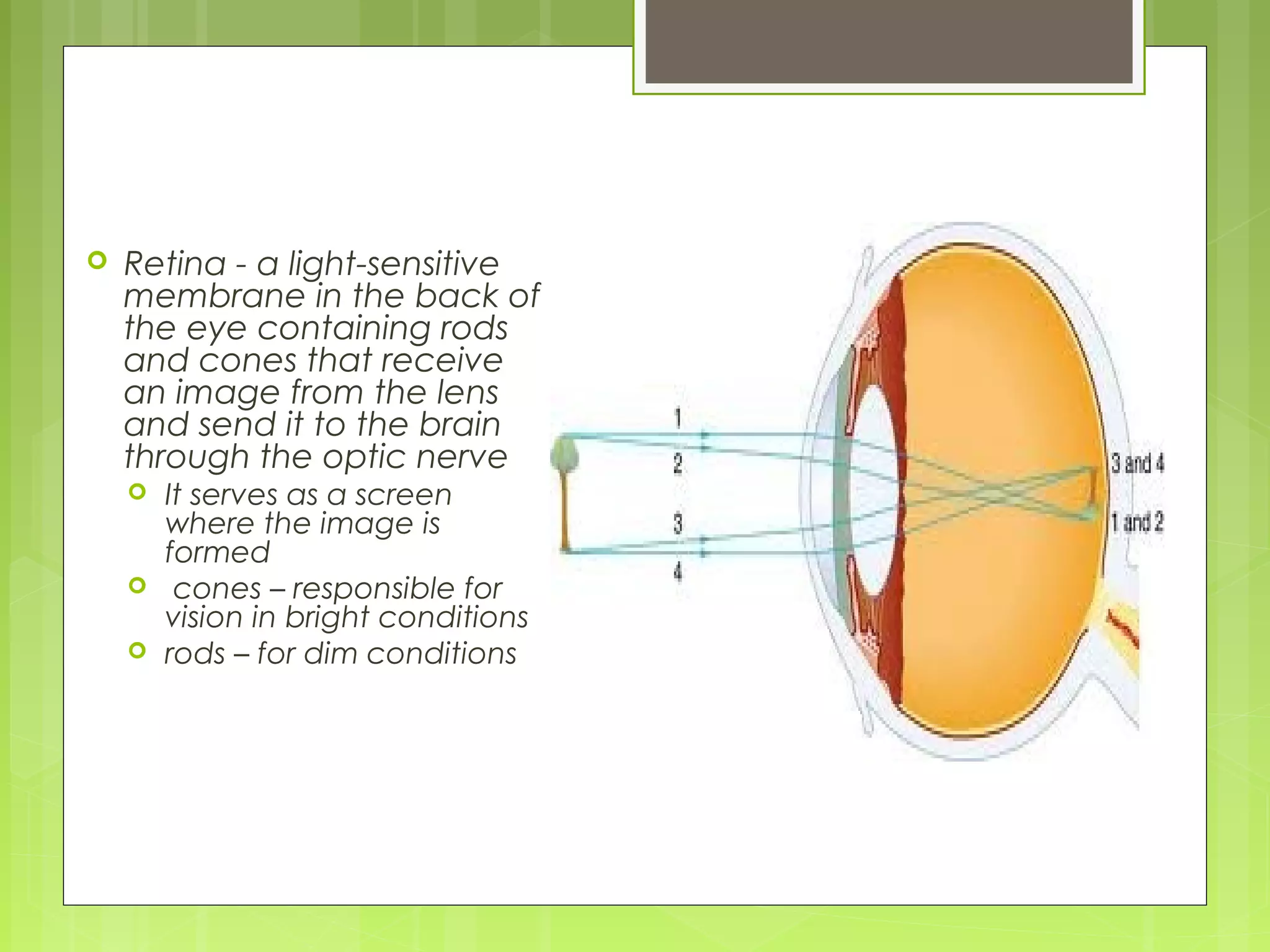 The human eye | PPT