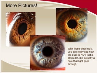 The Human Eye | PPT