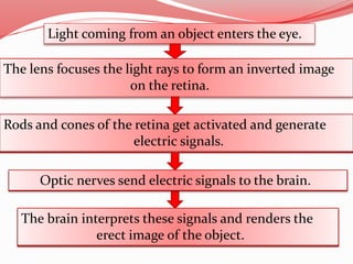The human eye | PPTX