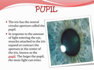 The human eye | PPTX