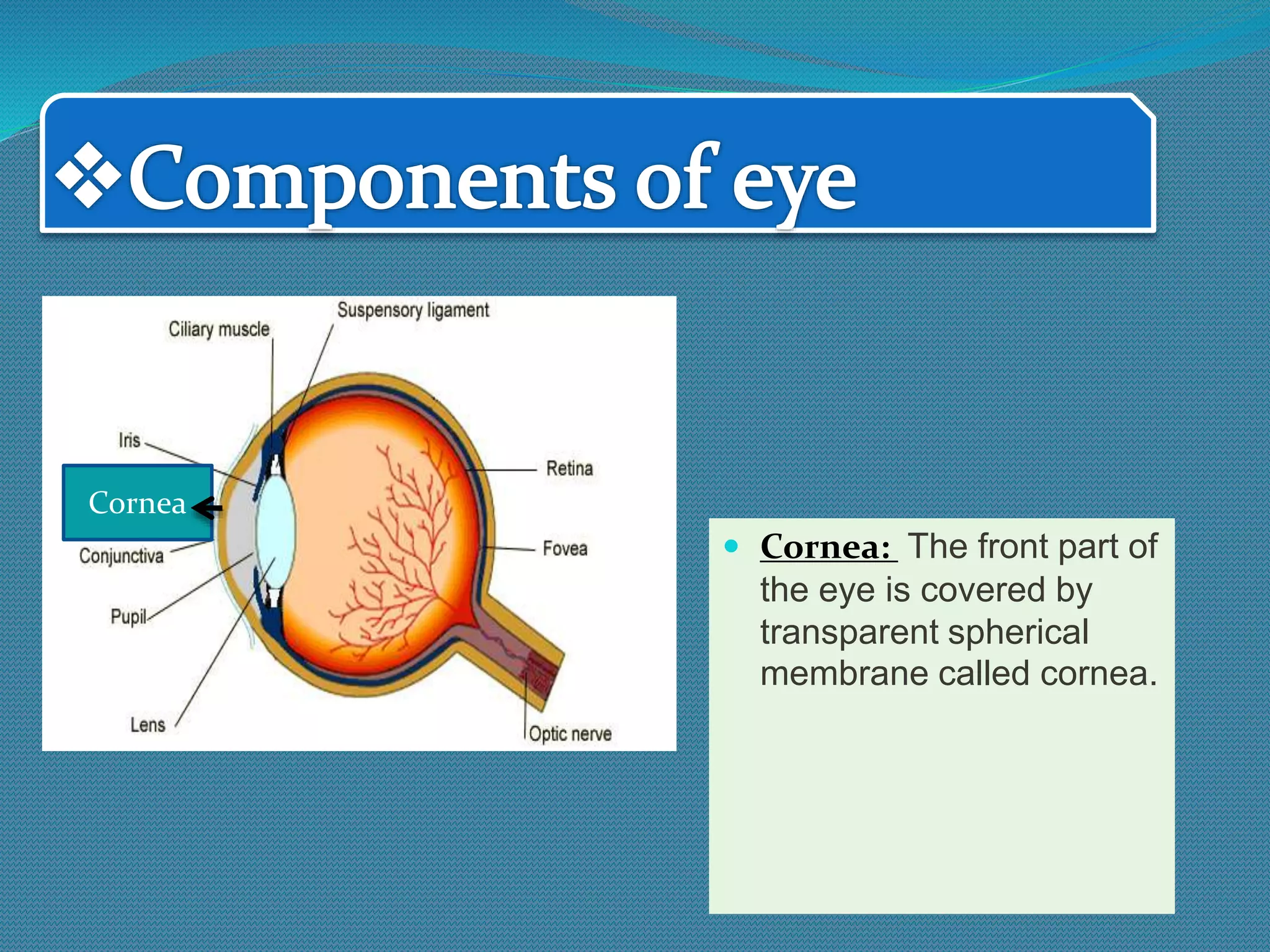 The human eye | PPT