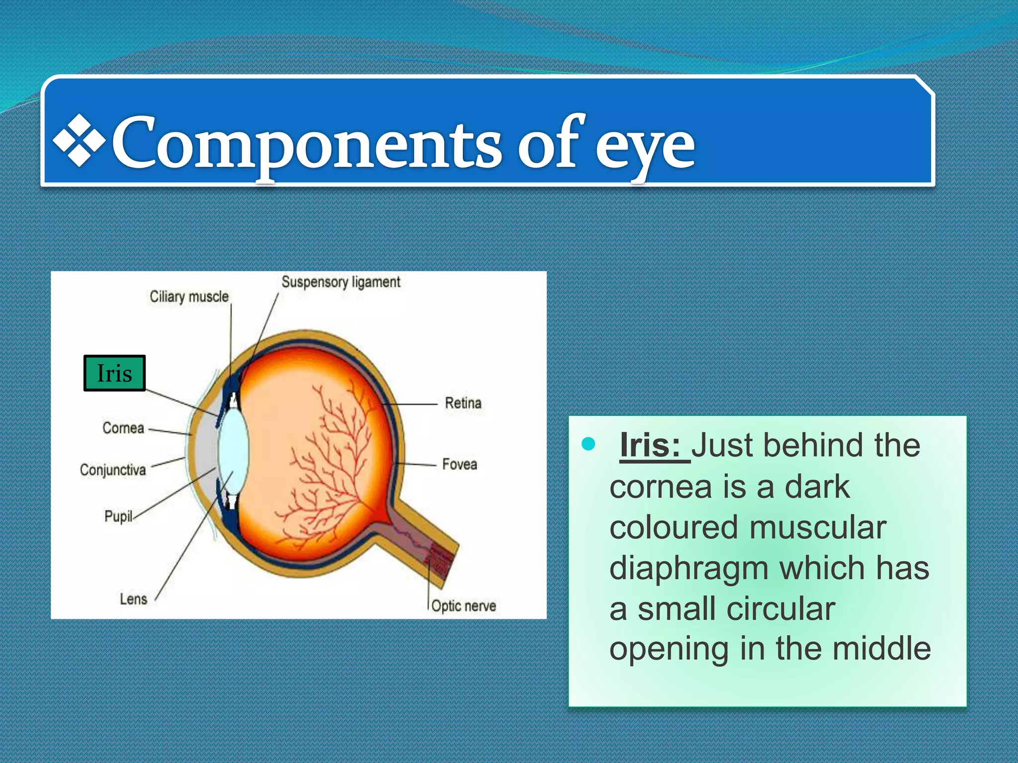 The human eye | PPT
