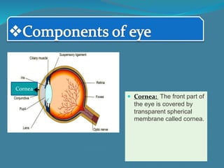 The human eye | PPTX
