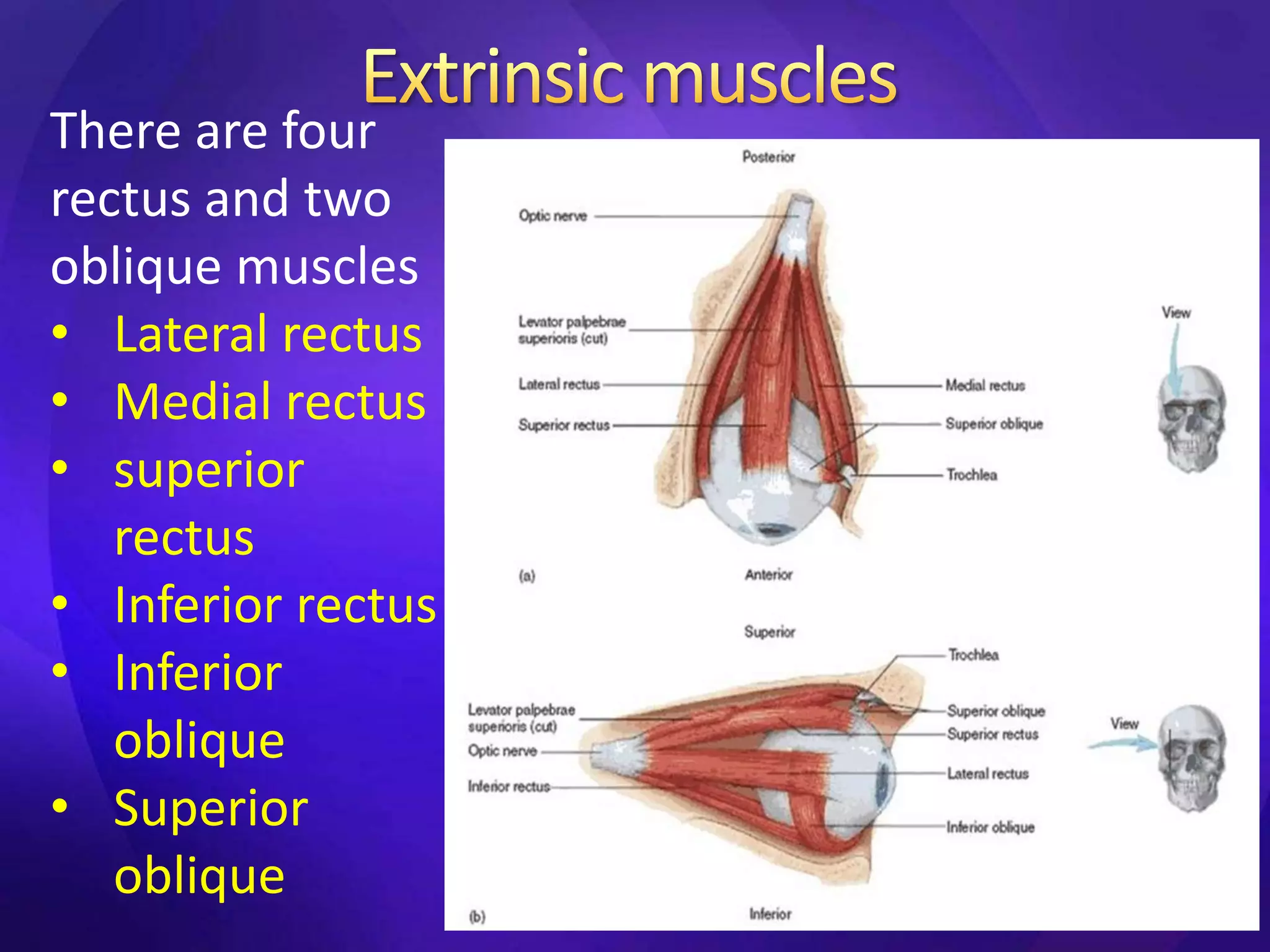 The human eye. group 1 | PPTX