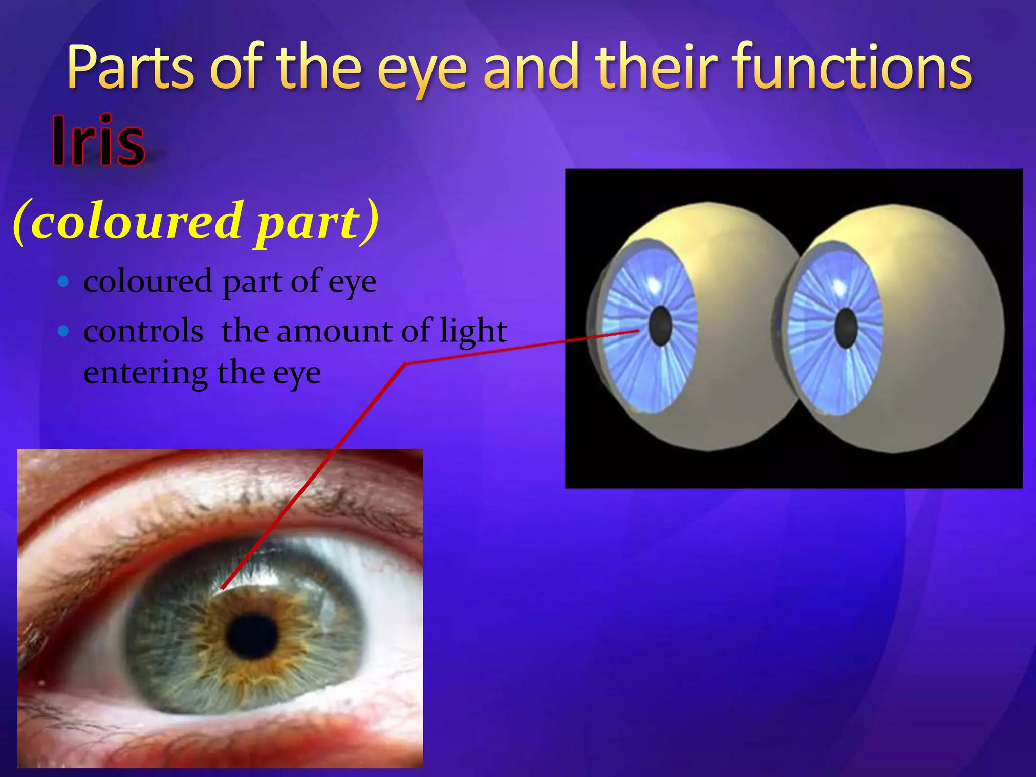 The human eye. group 1 | PPTX