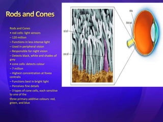 The human eye. group 1 | PPT