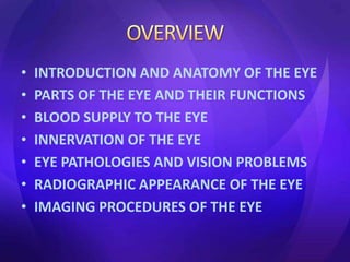 The human eye. group 1 | PPT