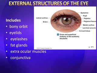 The human eye. group 1 | PPTX