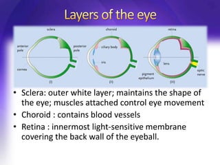 The human eye. group 1 | PPT