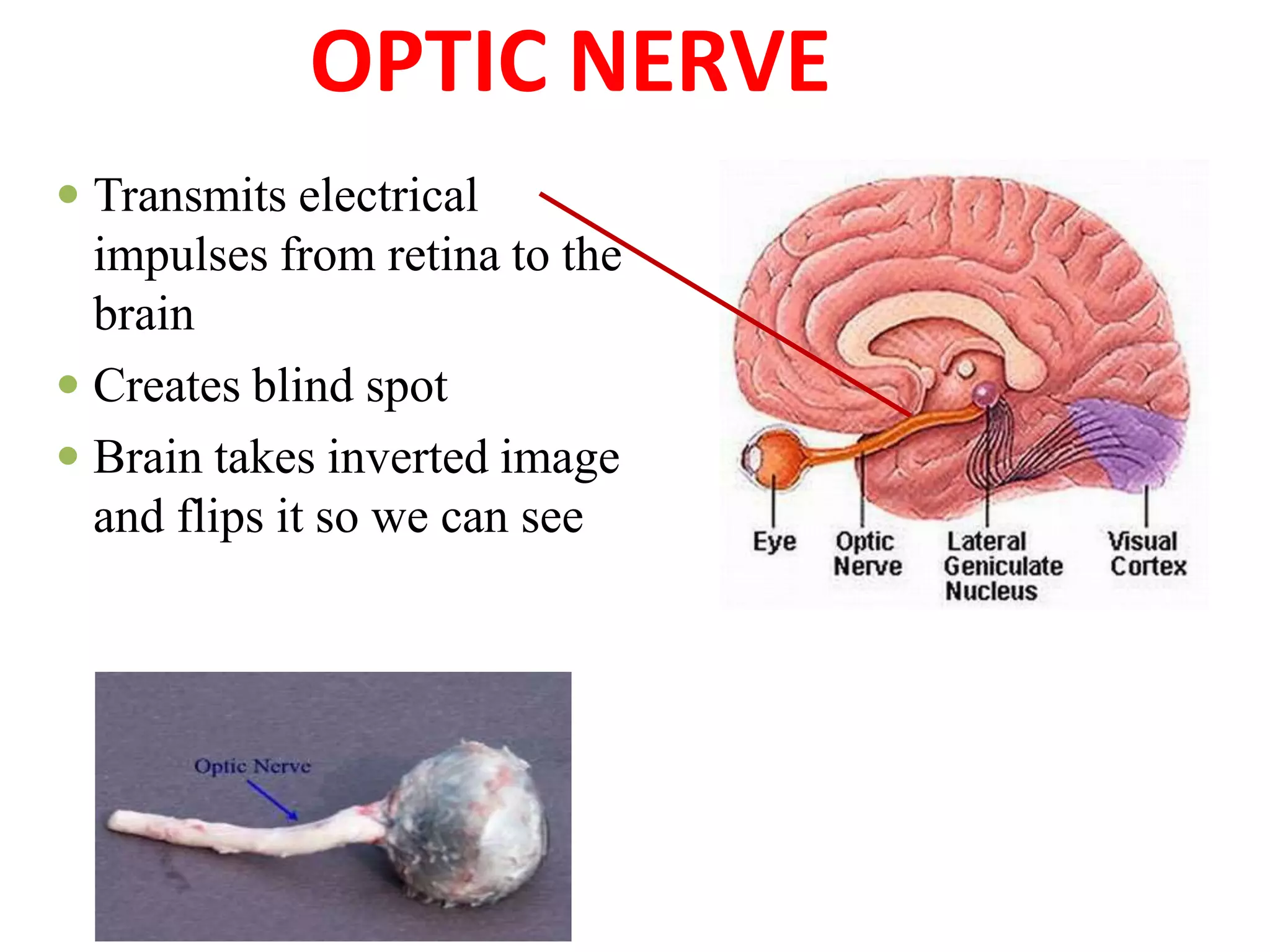 The human eye | PPTX