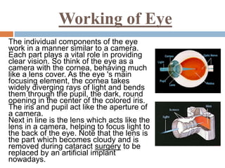 The human eye | PPTX