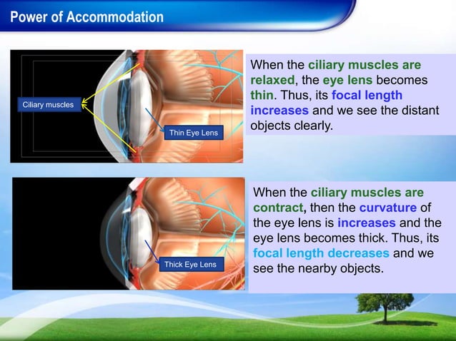 The human eye | PPTX