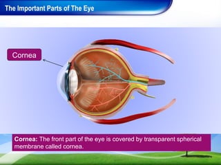 The human eye | PPTX