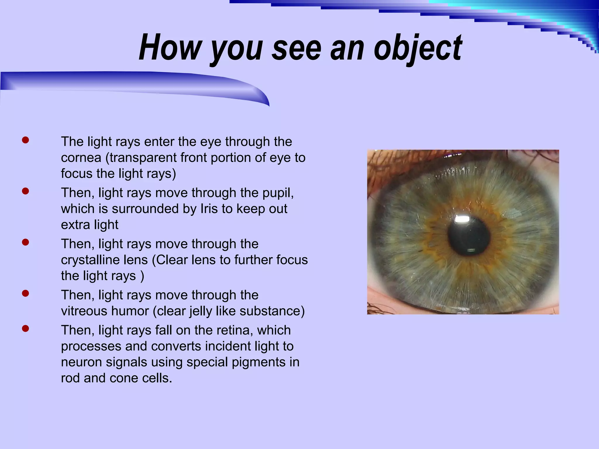 The human eye 10 13-2011 | PPT