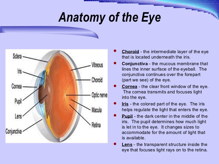 The Human Eye 10 13 2011 The Human Eye 10 13 2011