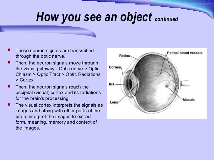 How Light Travels Through The Eye