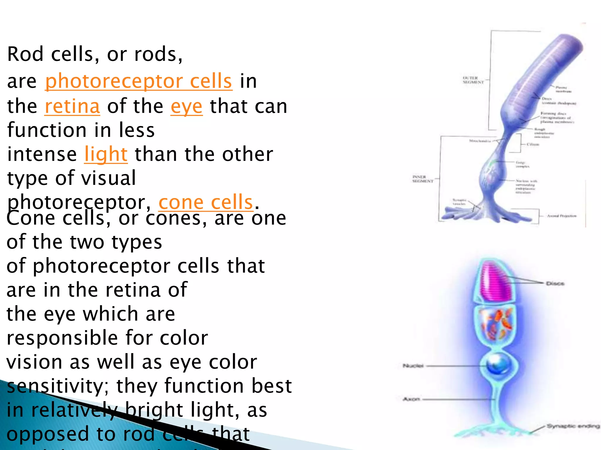 The human eye and the colourful world | PPTX