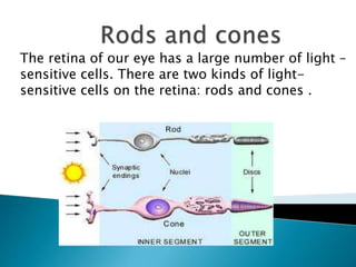 The human eye and the colourful world | PPTX