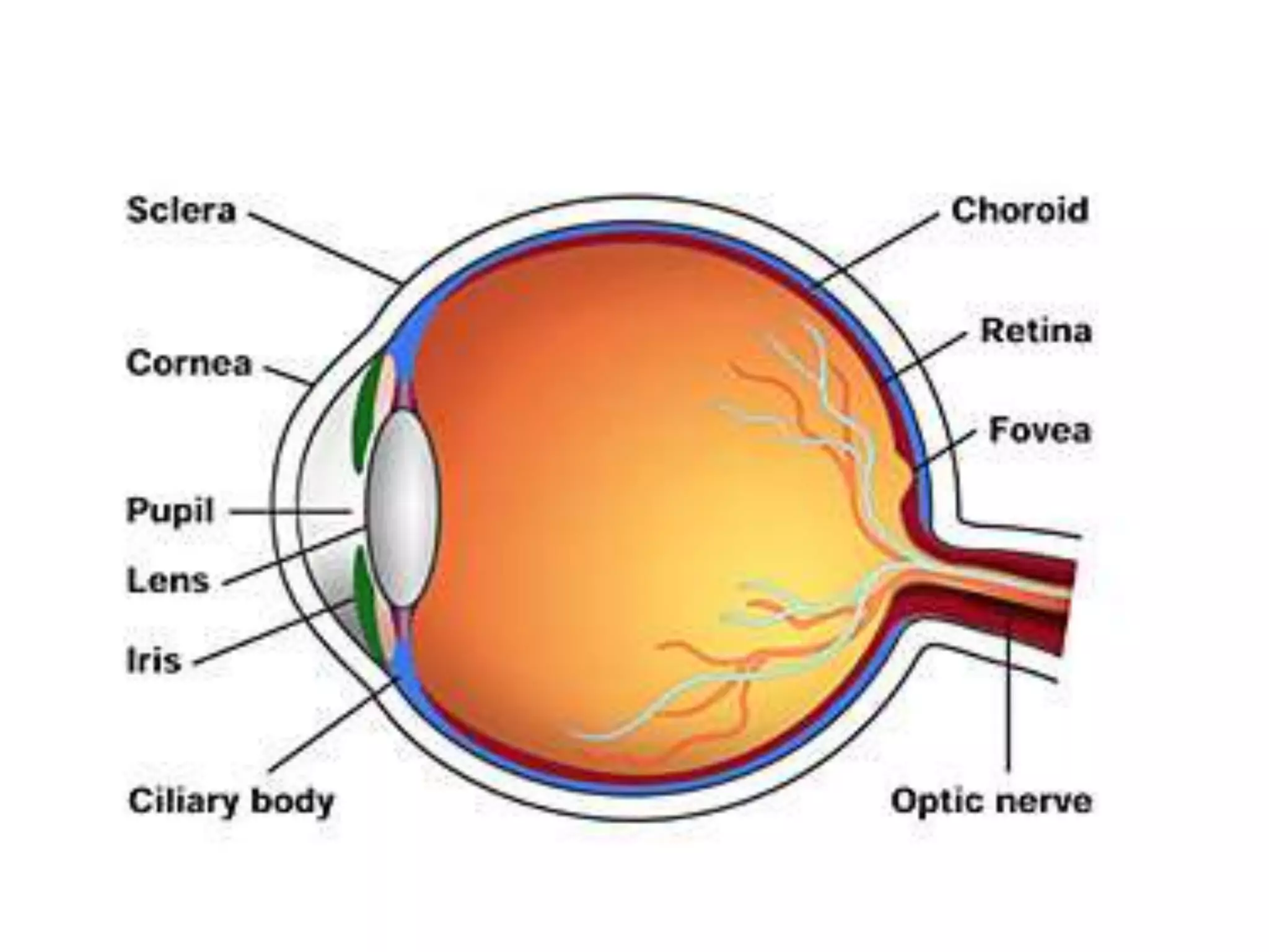 The human eye amatomy | PPTX