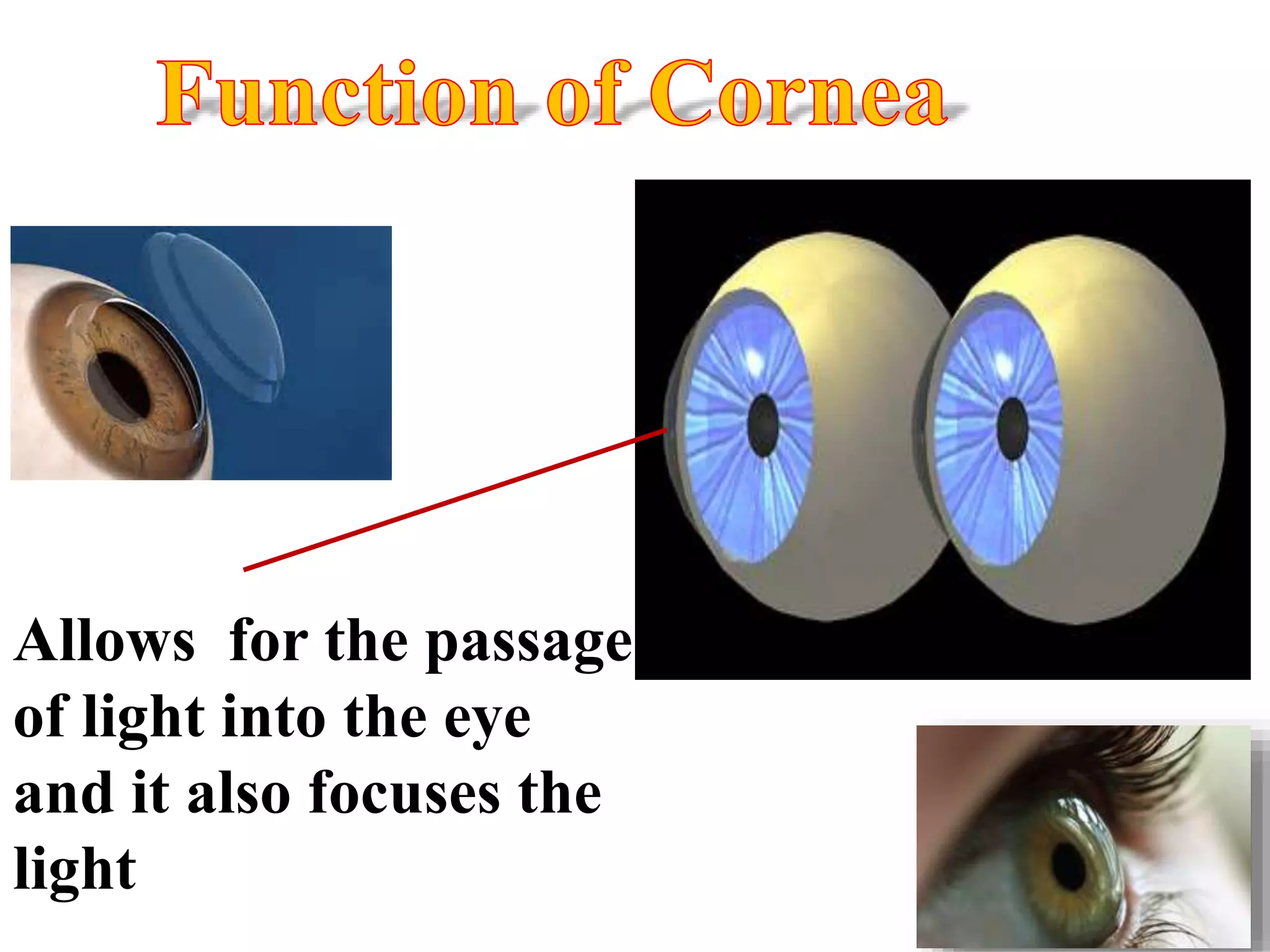 The human eye amatomy | PPTX