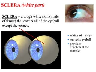 The human eye amatomy | PPTX