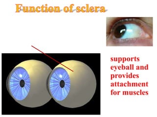 The human eye amatomy | PPTX