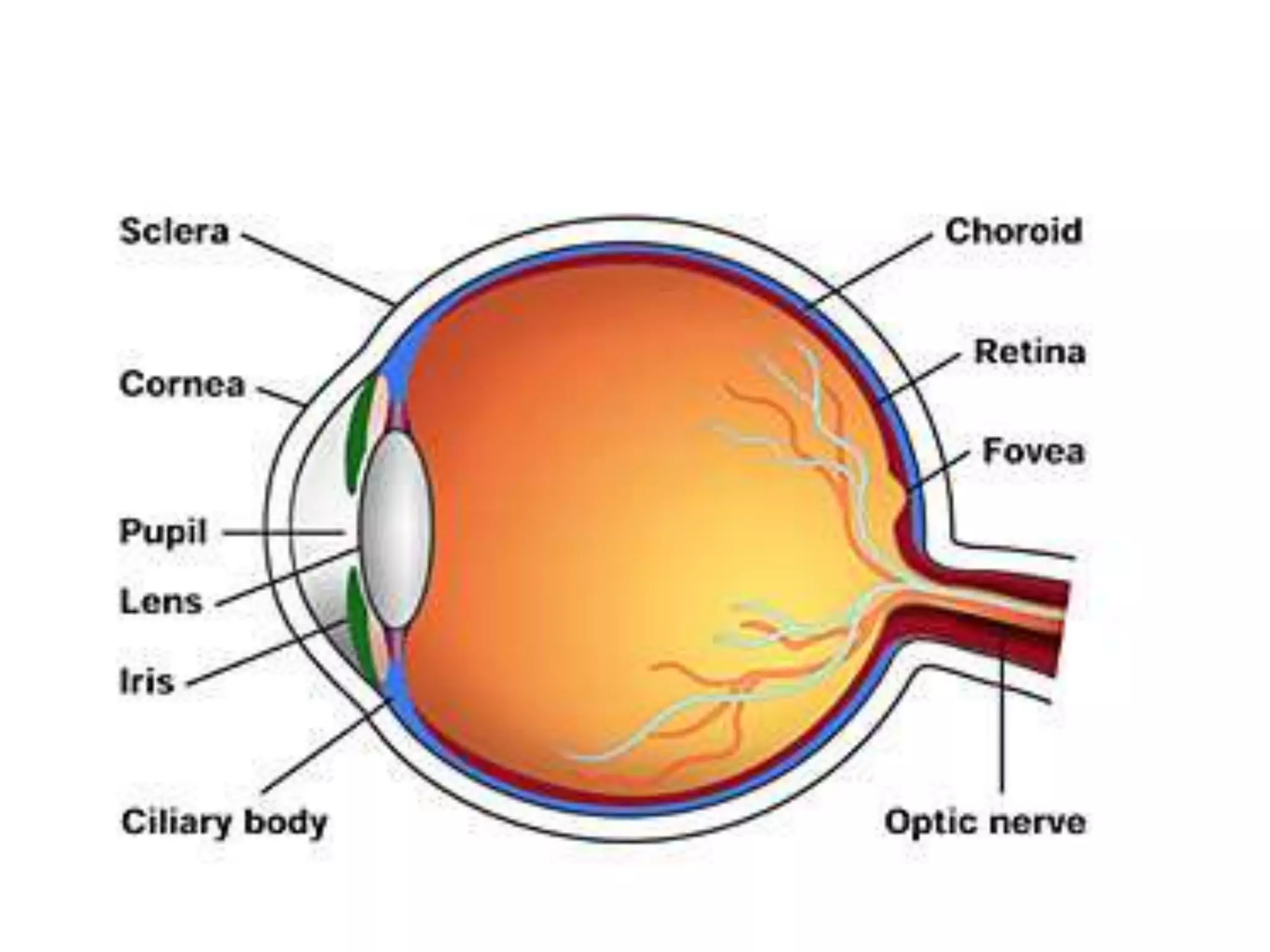 The Human Eye PowerPoint.pptx